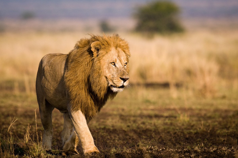 Cultural Symbols & Traditions – The Zulu Kingdom